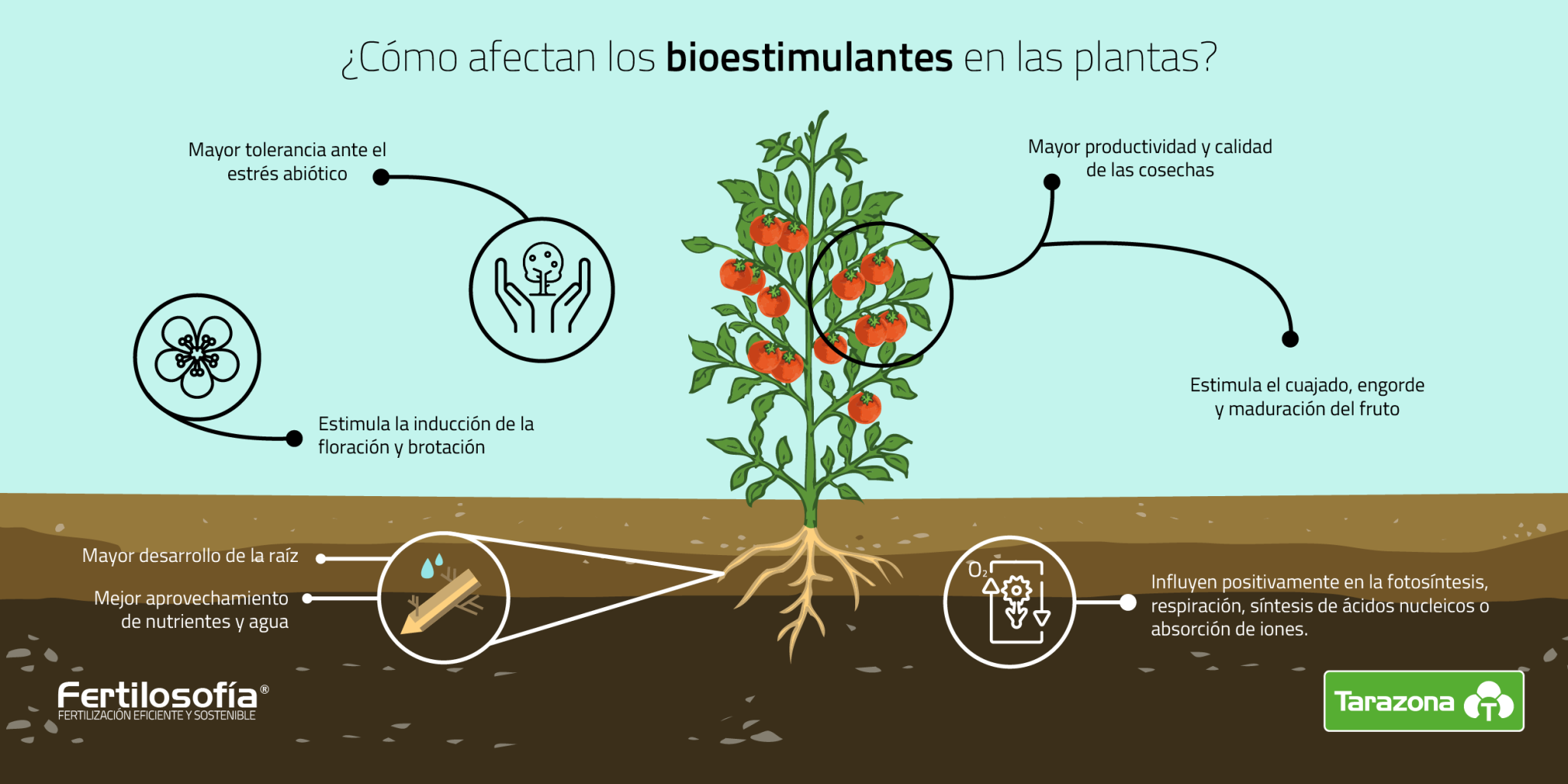 Qué son los bioestimulantes y cómo mejoran tus cultivos (Guía 2025)